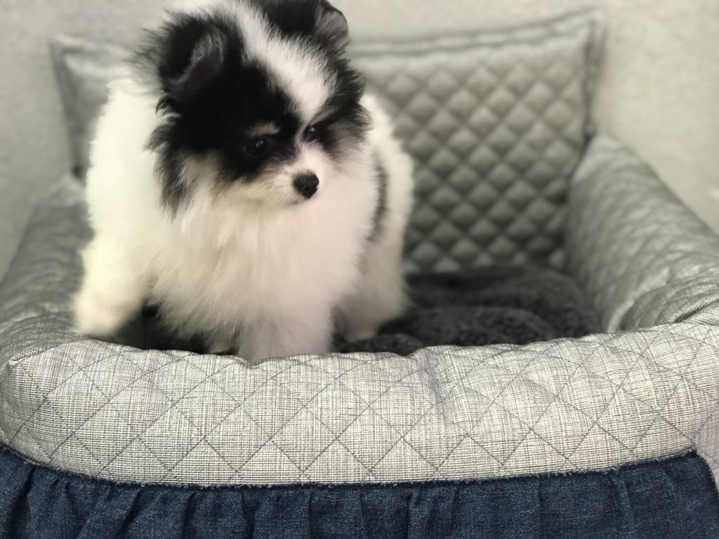 Parti Pomeranian - Tiny Paws