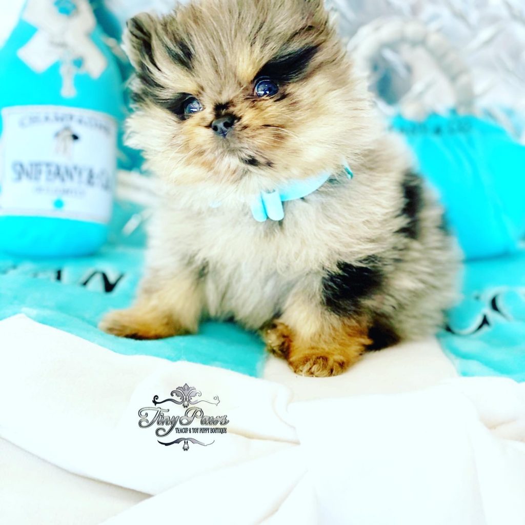 Valentina Extreme Rare Blue Fawn Merle Teacup Pomeranian - Tiny Paws