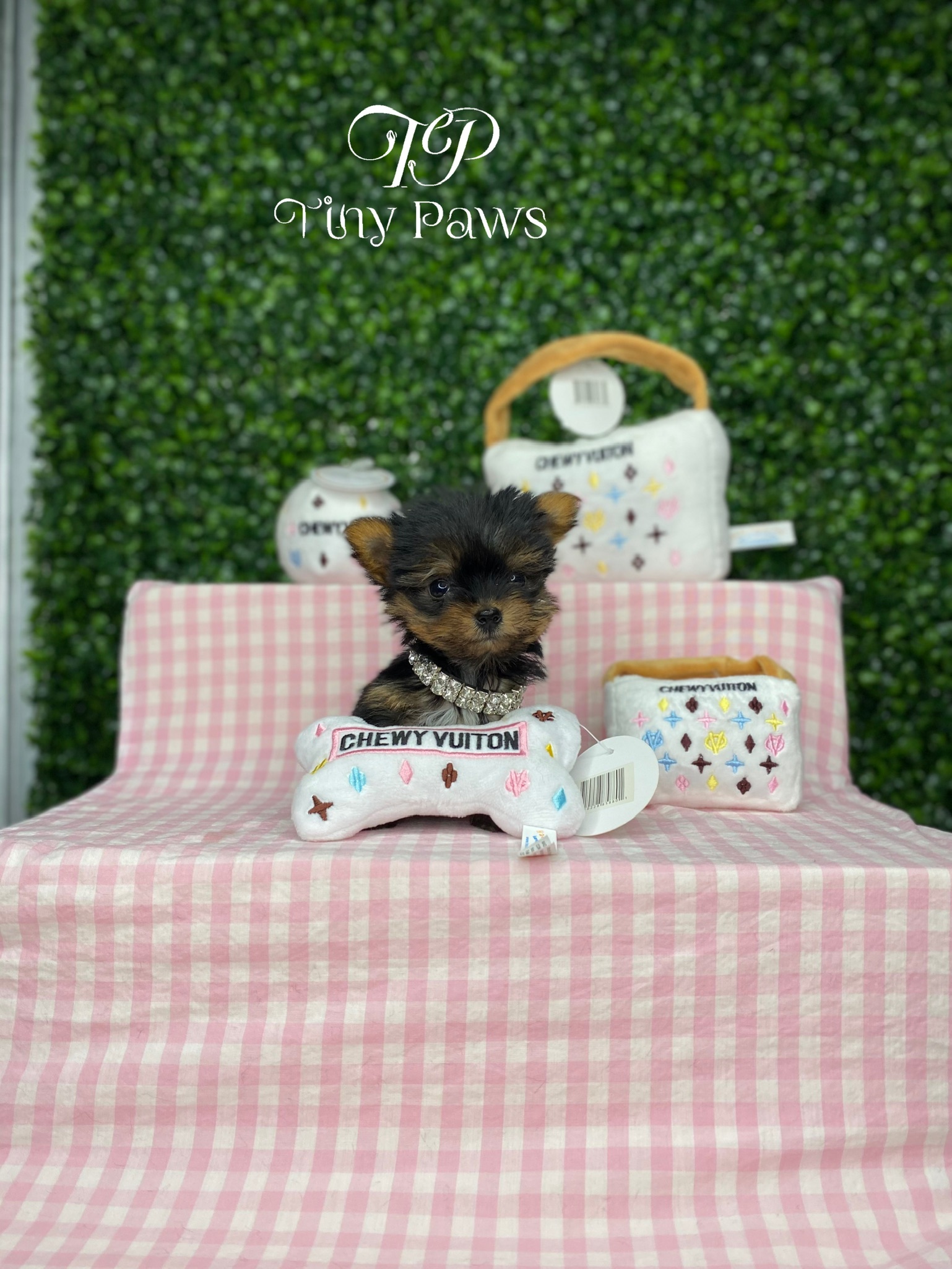 Poppy Micro Tiny Teacup Yorkie Puppy - Tiny Paws