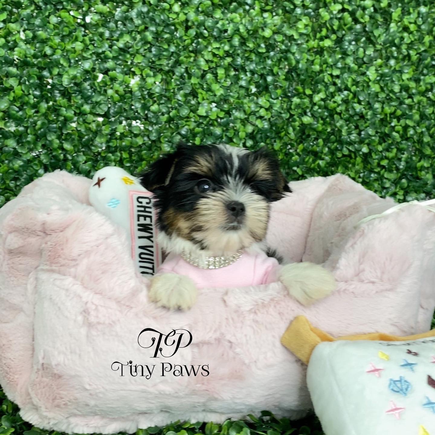 Fendi Tiny Teacup Biewer Puppy - Tiny Paws