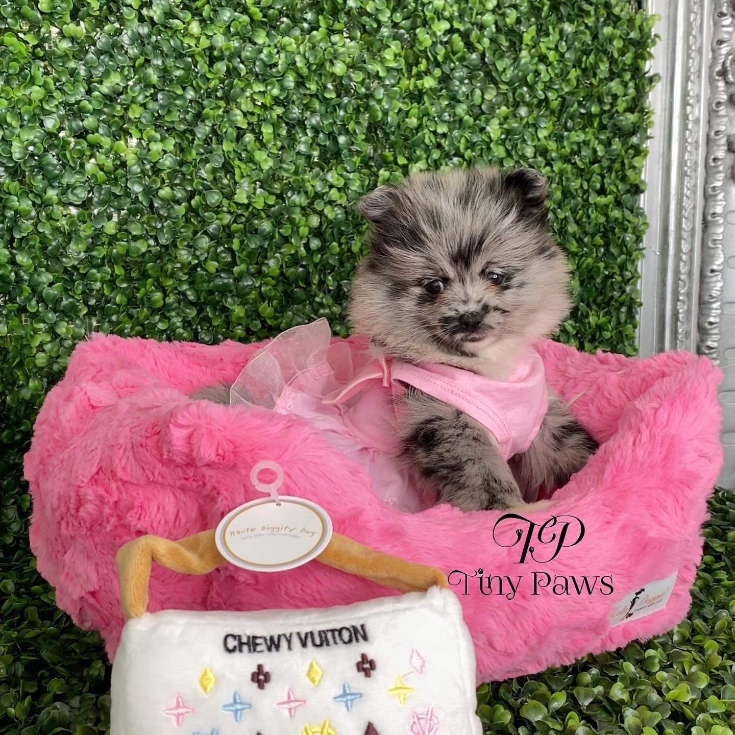 Valentina Beautiful Blue Merle Pomeranian Puppy For Sale - Tiny Paws