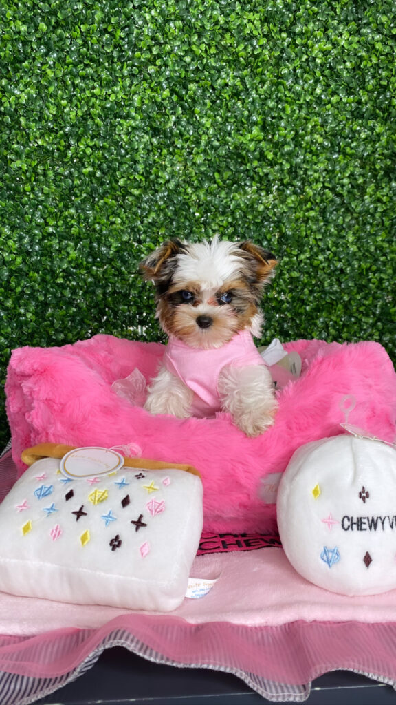 Past Archives - Tiny Paws