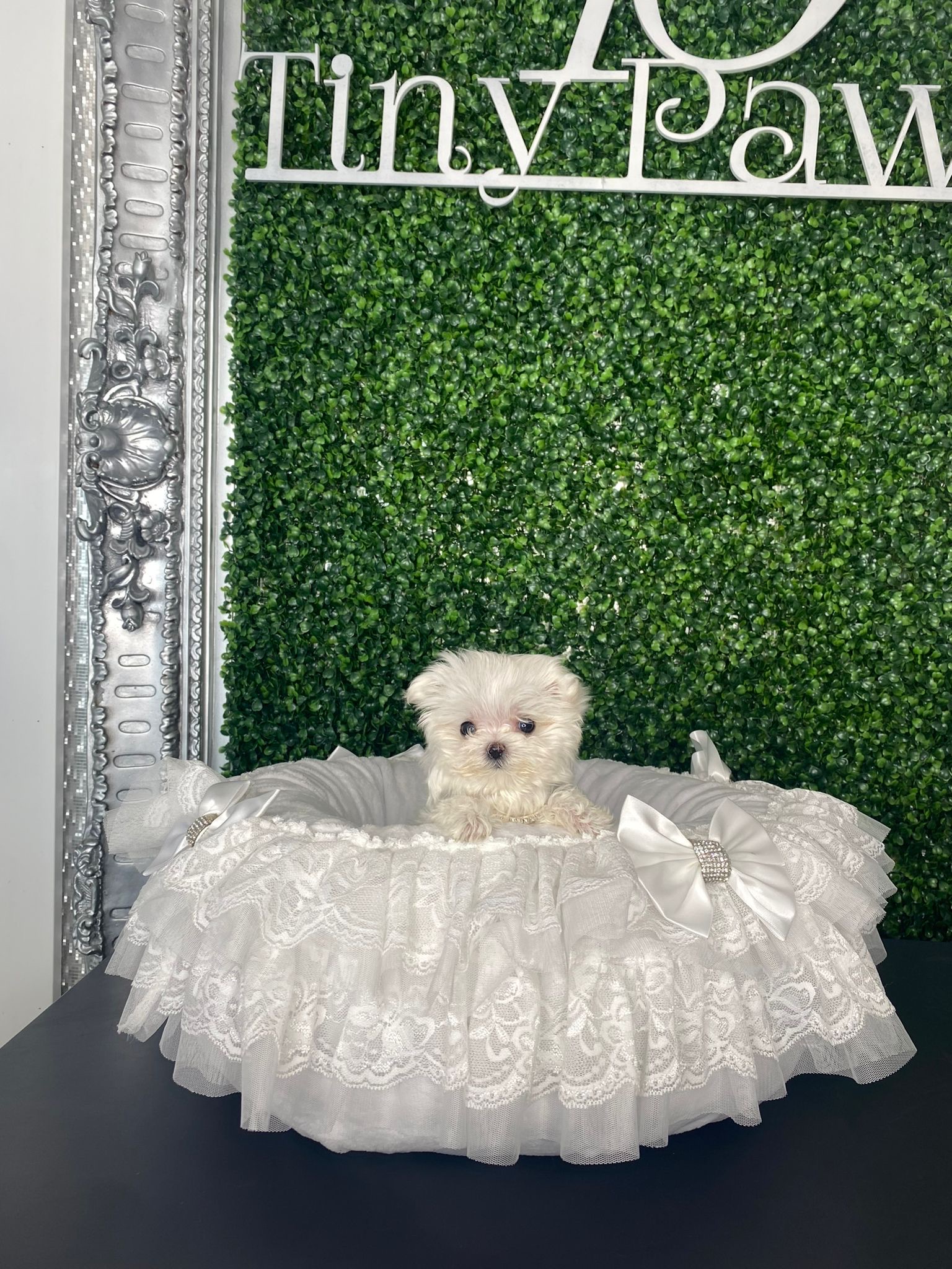 Maltese Archives - Tiny Paws